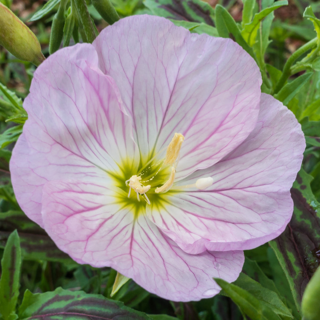 Evening Primrose Product