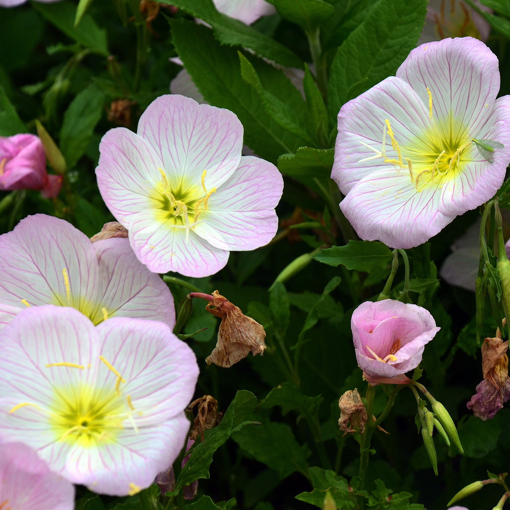 Pink Evening Primrose Flower