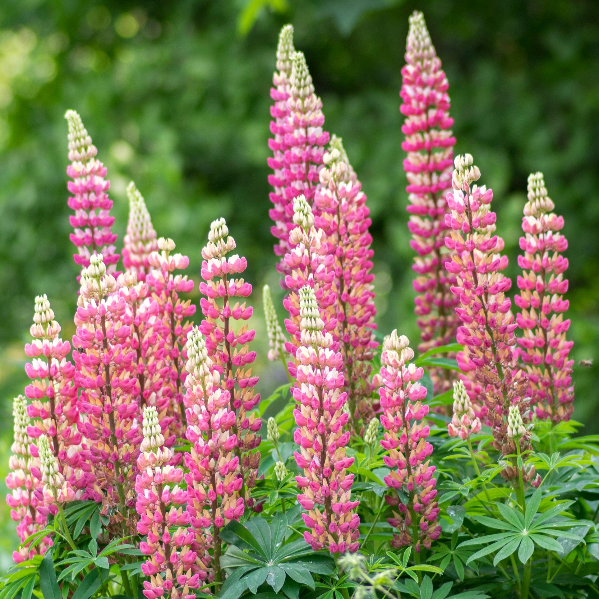 Color Pink Lupine