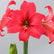 Cherry Pink Amaryllis Bulbs For Sale | Amaryllis Pink Pizzazz – Easy To ...