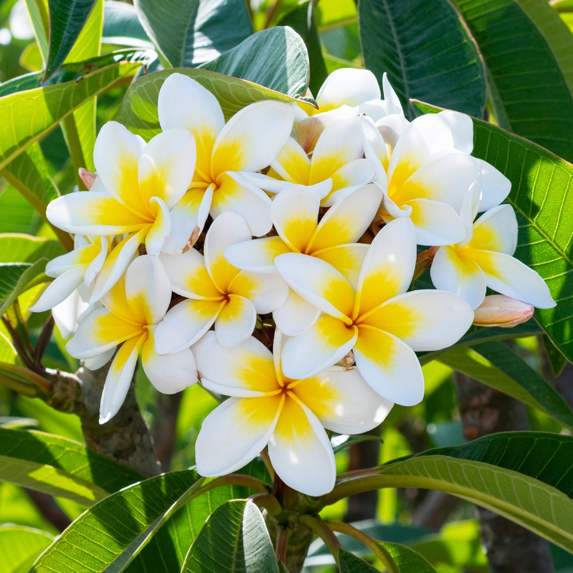 Plumeria Rubra White