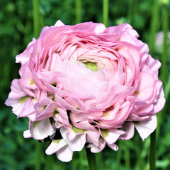 Buy Italian Ranunculus Online – Easy To Grow Bulbs