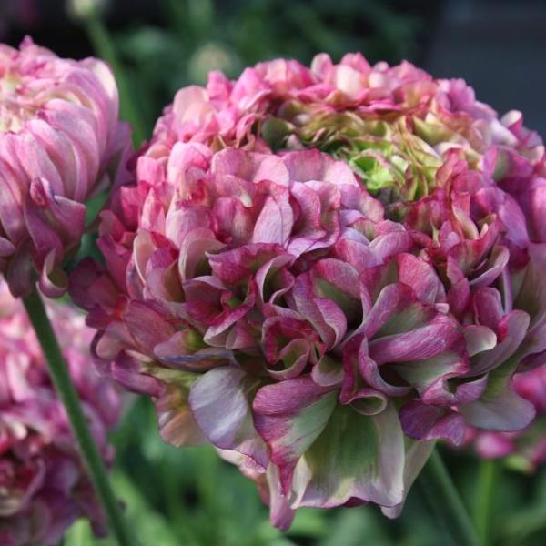 Buy Italian Ranunculus Online – Easy To Grow Bulbs