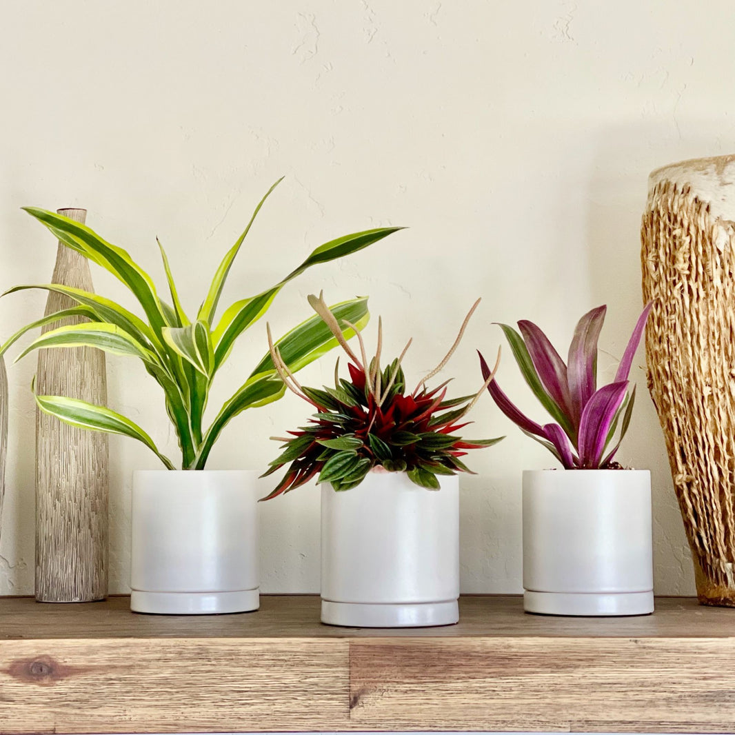 Houseplants for Sale – Easy To Grow Bulbs