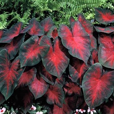 Caladium Bulbs For Sale – Easy To Grow Bulbs