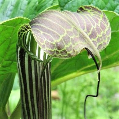 Arisaema Planting Guide – Easy To Grow Bulbs