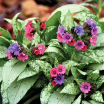 New Pink & Blue Lungwort Plants For Sale | Silver Bouquet – Easy To ...