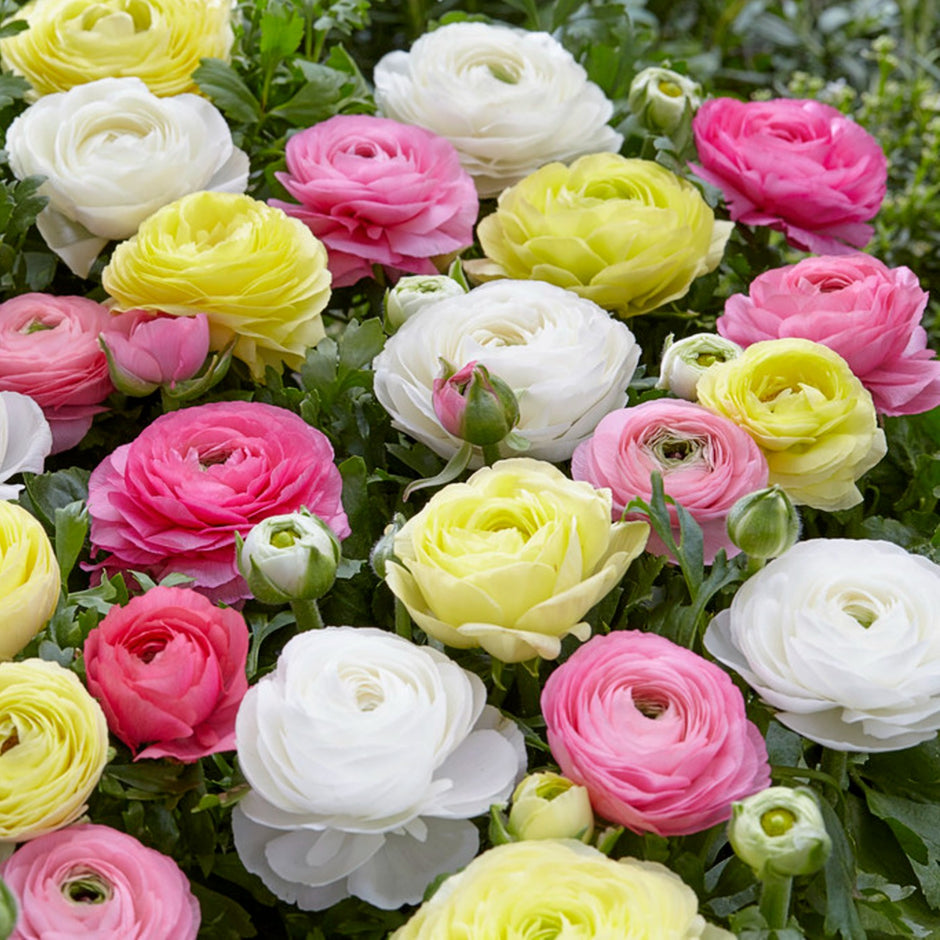 Ranunculus Planting & Growing Guide - Easy to Grow – Easy To Grow Bulbs