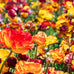 Tecolote Ranunculus Picotee Mix Bulbs For Sale | Contrast Mix – Easy To ...