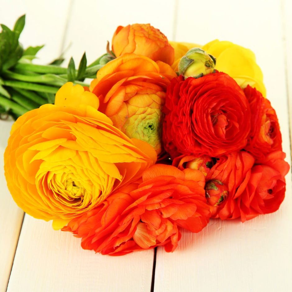 Ranunculus Planting & Growing Guide - Easy to Grow – Easy To Grow Bulbs