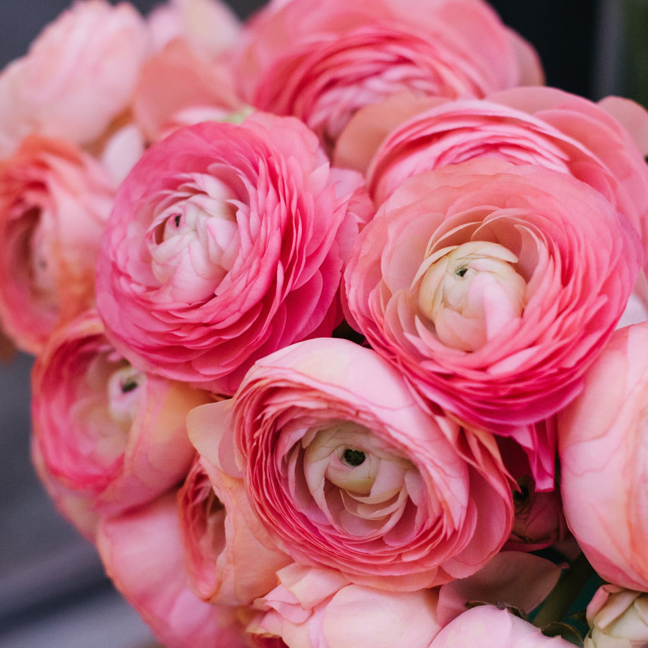 Ranunculus Bulbs For Sale Online | Easy to Grow™ – Easy To Grow Bulbs