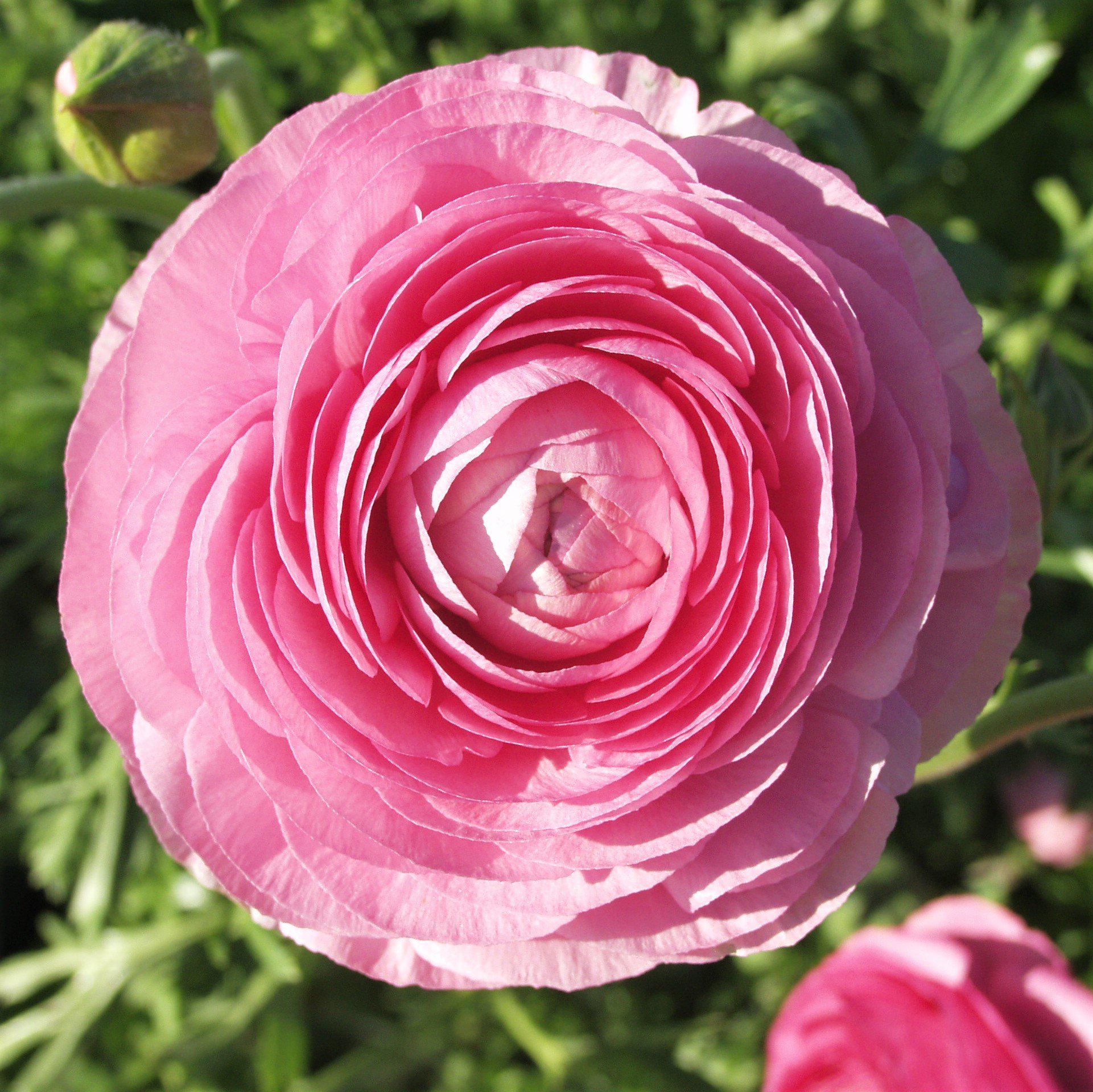 Light Pink Ranunculus Bouquet