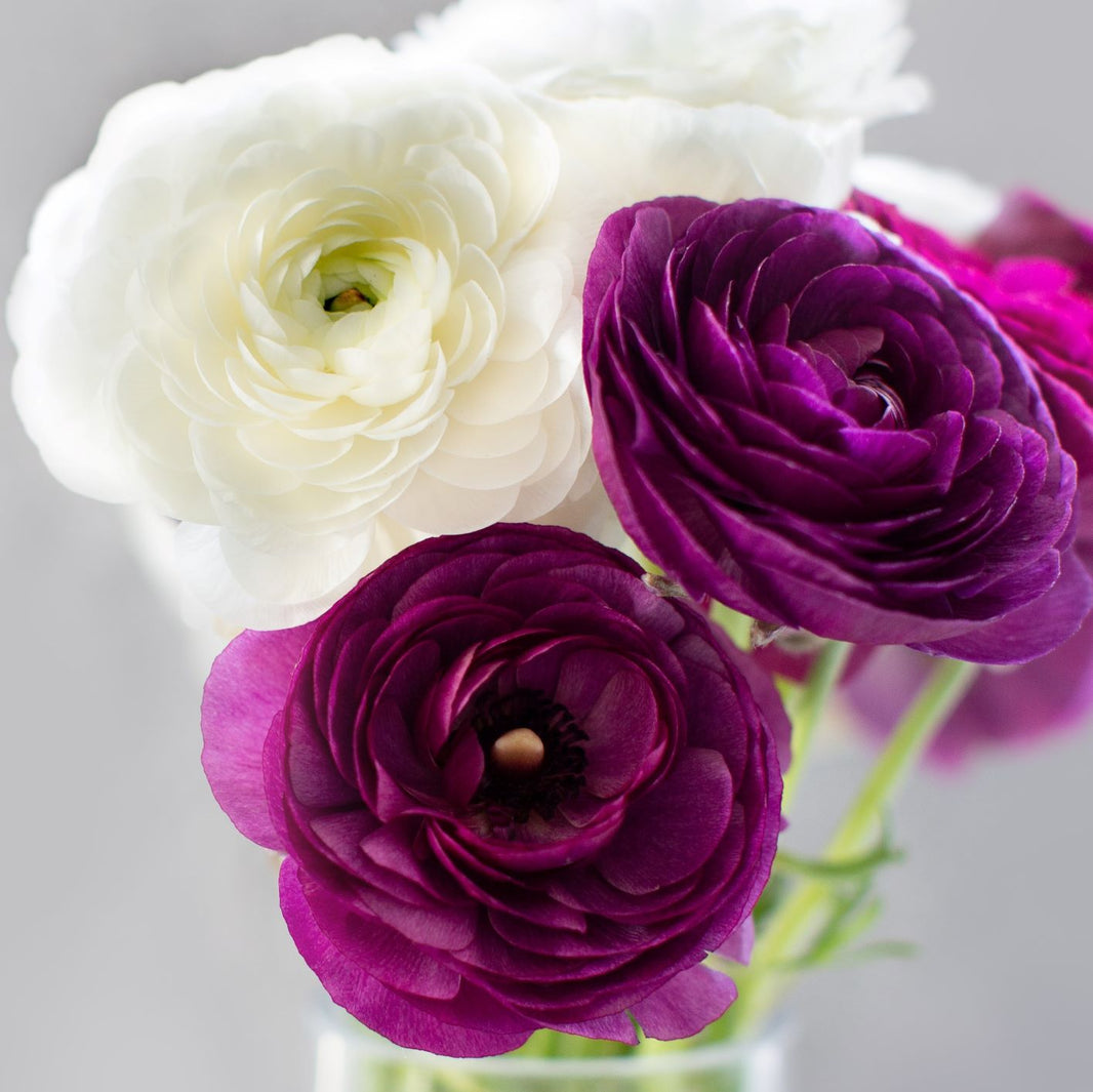 Ranunculus Bulbs For Sale Online | Easy to Grow™ – Easy To Grow Bulbs