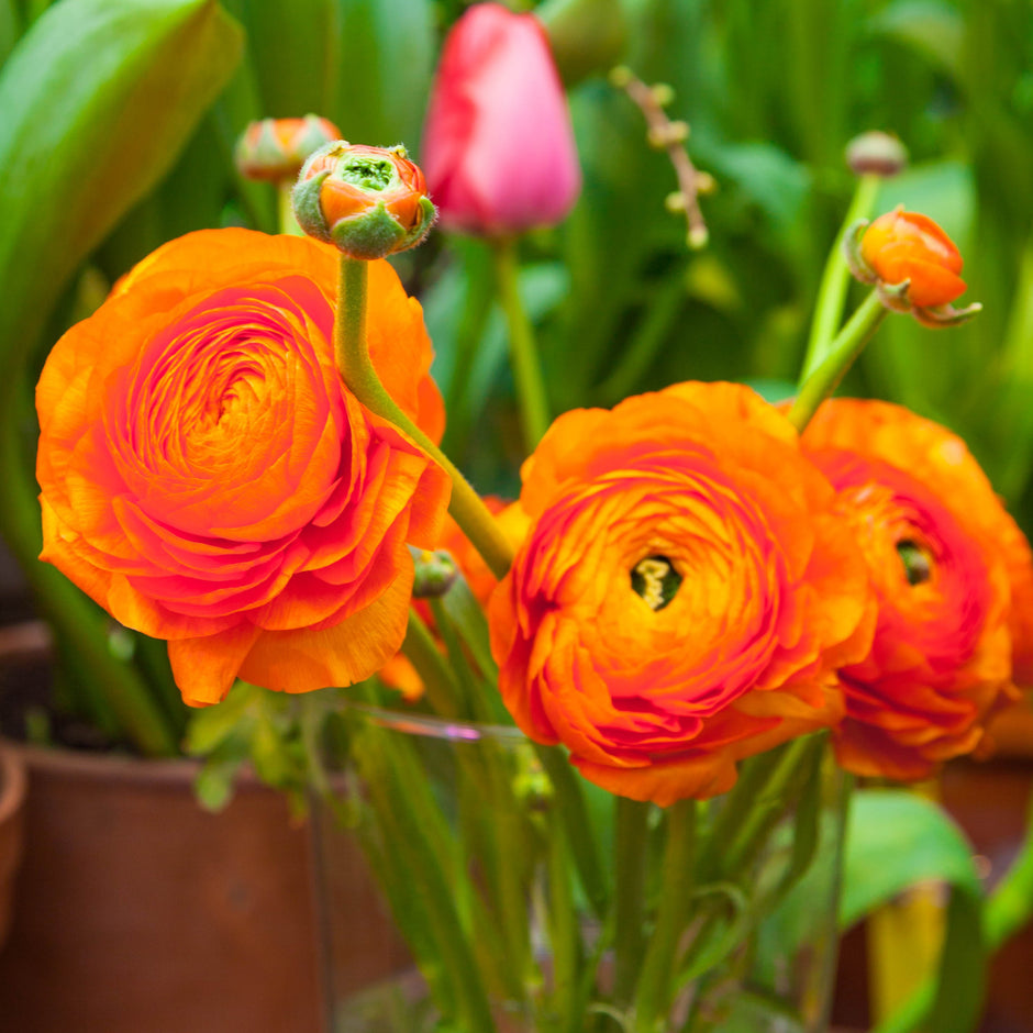 Ranunculus Bulbs For Sale Online | Easy to Grow™ – Easy To Grow Bulbs
