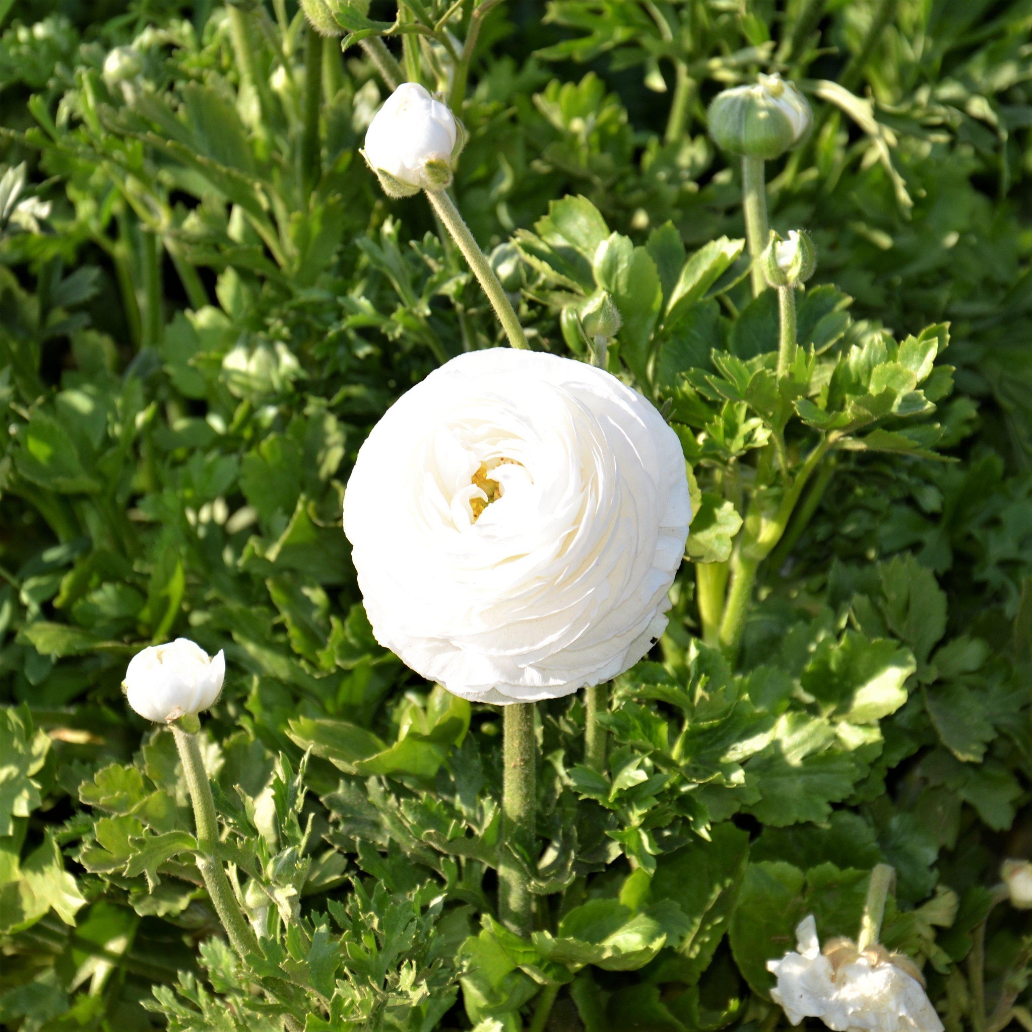 Tecolote Ranunculus White Bulbs For Sale | White Ranunculus – Easy To ...