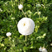 Tecolote Ranunculus White Bulbs For Sale | White Ranunculus – Easy To ...