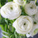 Lovely Tecolote Ranunculus Bulbs for Sale | Royalty Collection – Easy ...