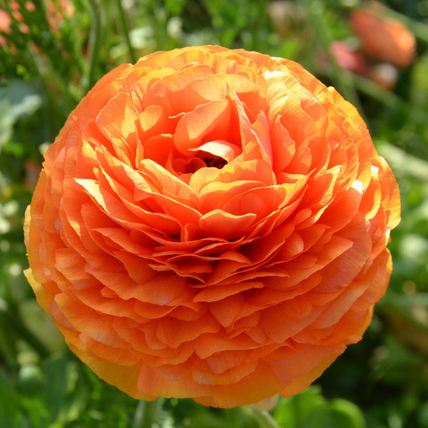 Ranunculus Sunset Bulbs For Sale | Sunset Ranunculus – Easy To Grow Bulbs
