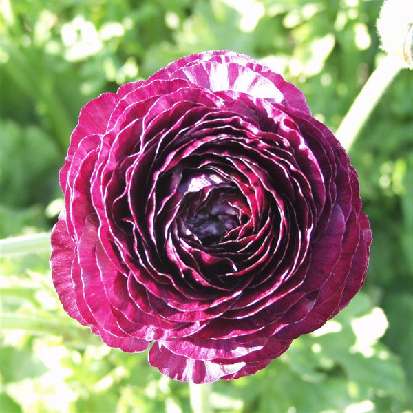 Ranunculus Purple Bulbs For Sale | Purple Ranunculus – Easy To Grow Bulbs