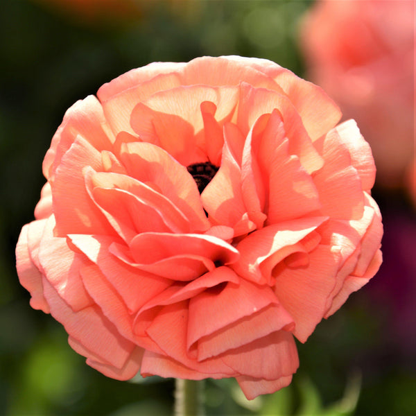 Bright Rosy-Red Tecolote® Ranunculus Bulbs for Sale | Rose – Easy To ...