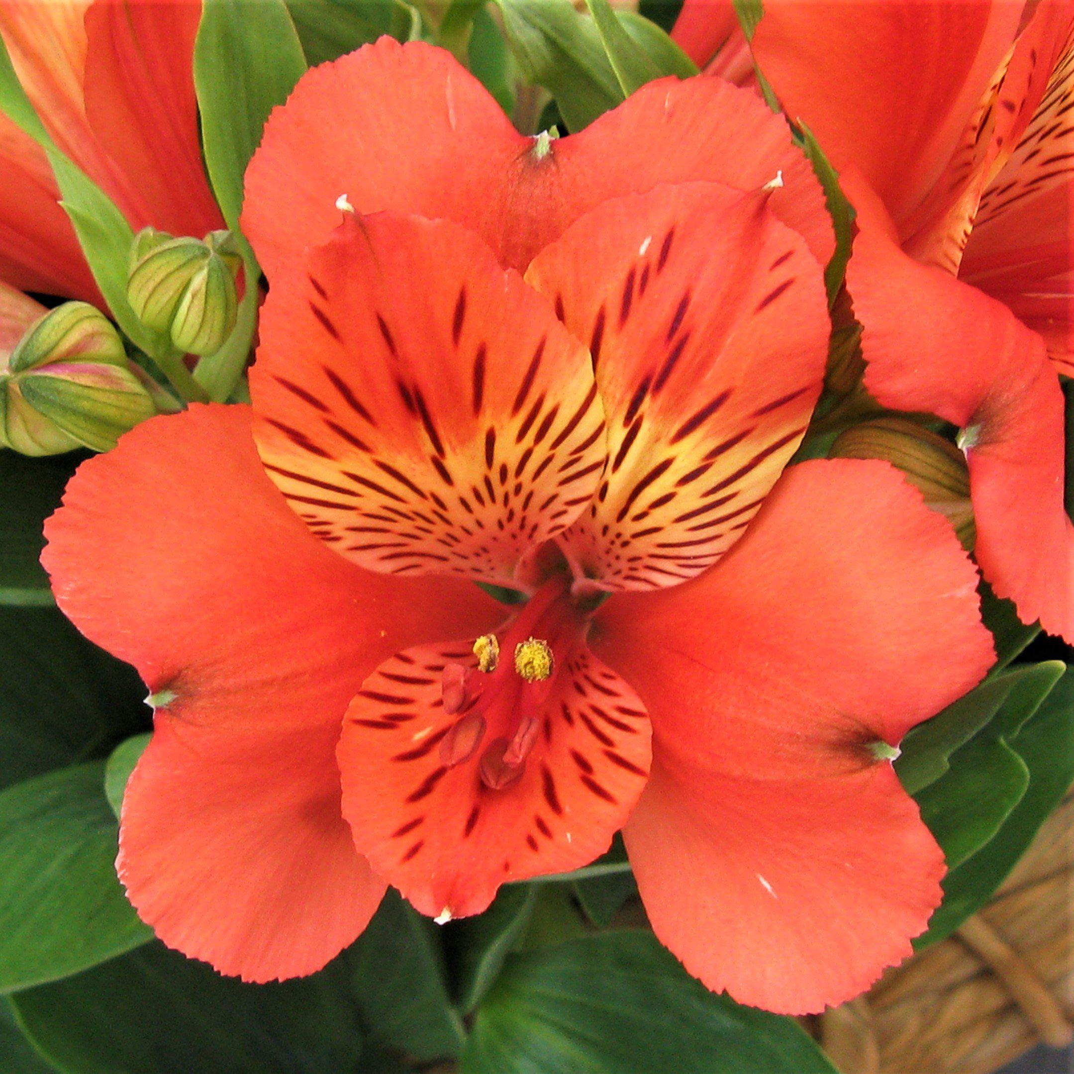 Bright Orange Potted Princess Lily Plants For Sale | Inca Reef – Easy ...