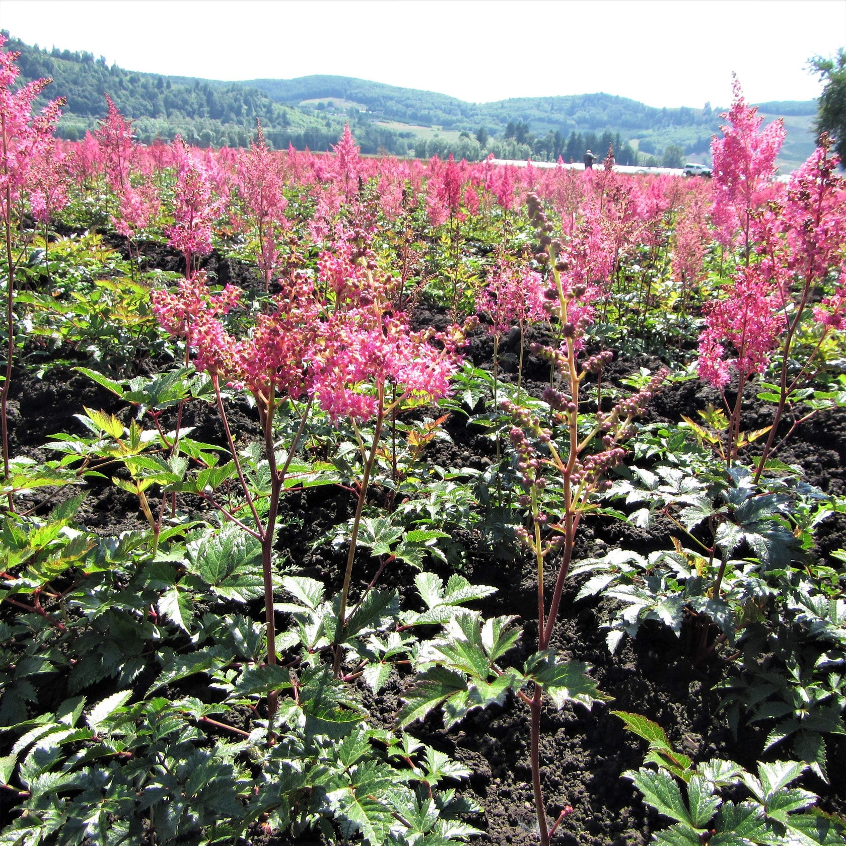 Astilbe Bare Root Plants for Sale | Cotton Candy Collection – Easy To ...