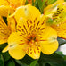 Yellow Alstroemeria Plants For Sale Online | Rio Inca – Easy To Grow Bulbs