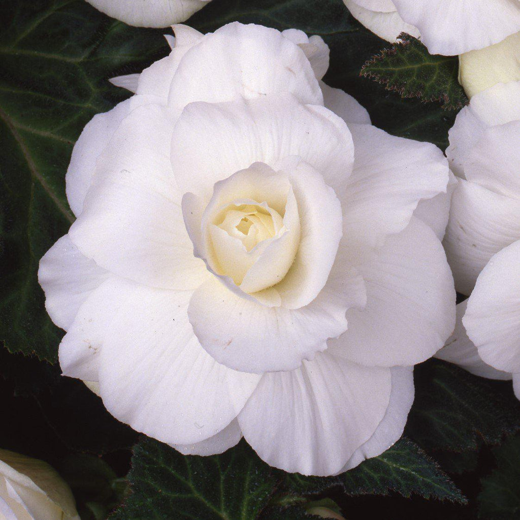 Begonia Bulbs for Sale – Easy To Grow Bulbs