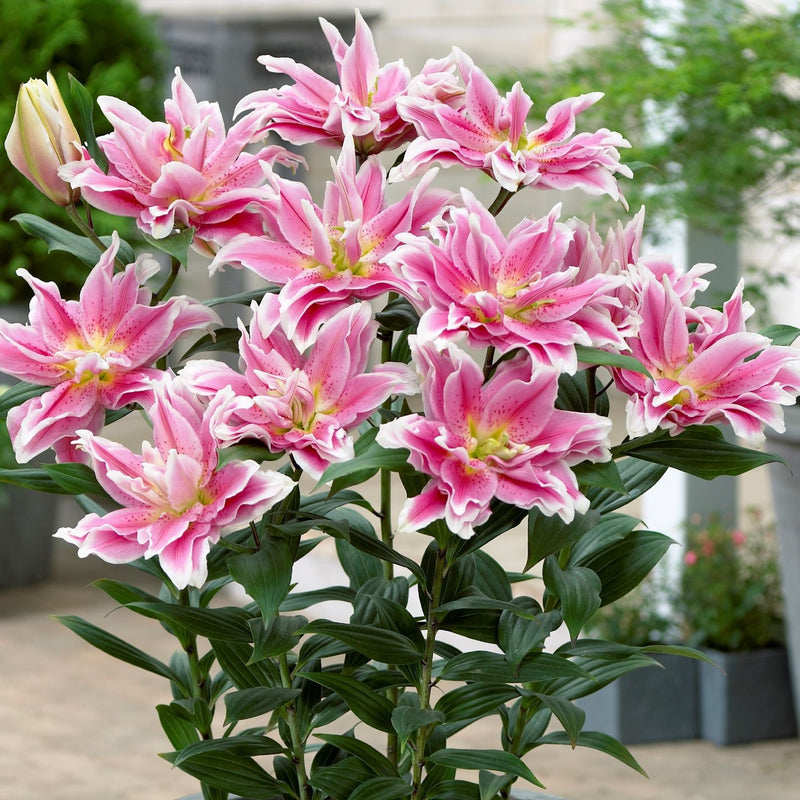 Pink Oriental Lily Bulbs For Sale Online | Roselily Natalia® – Easy To ...