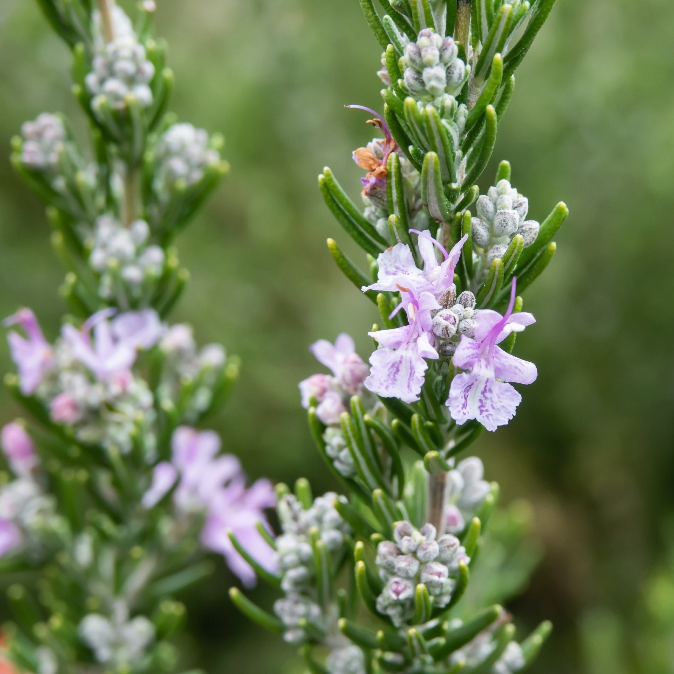 Rosemary Flowers