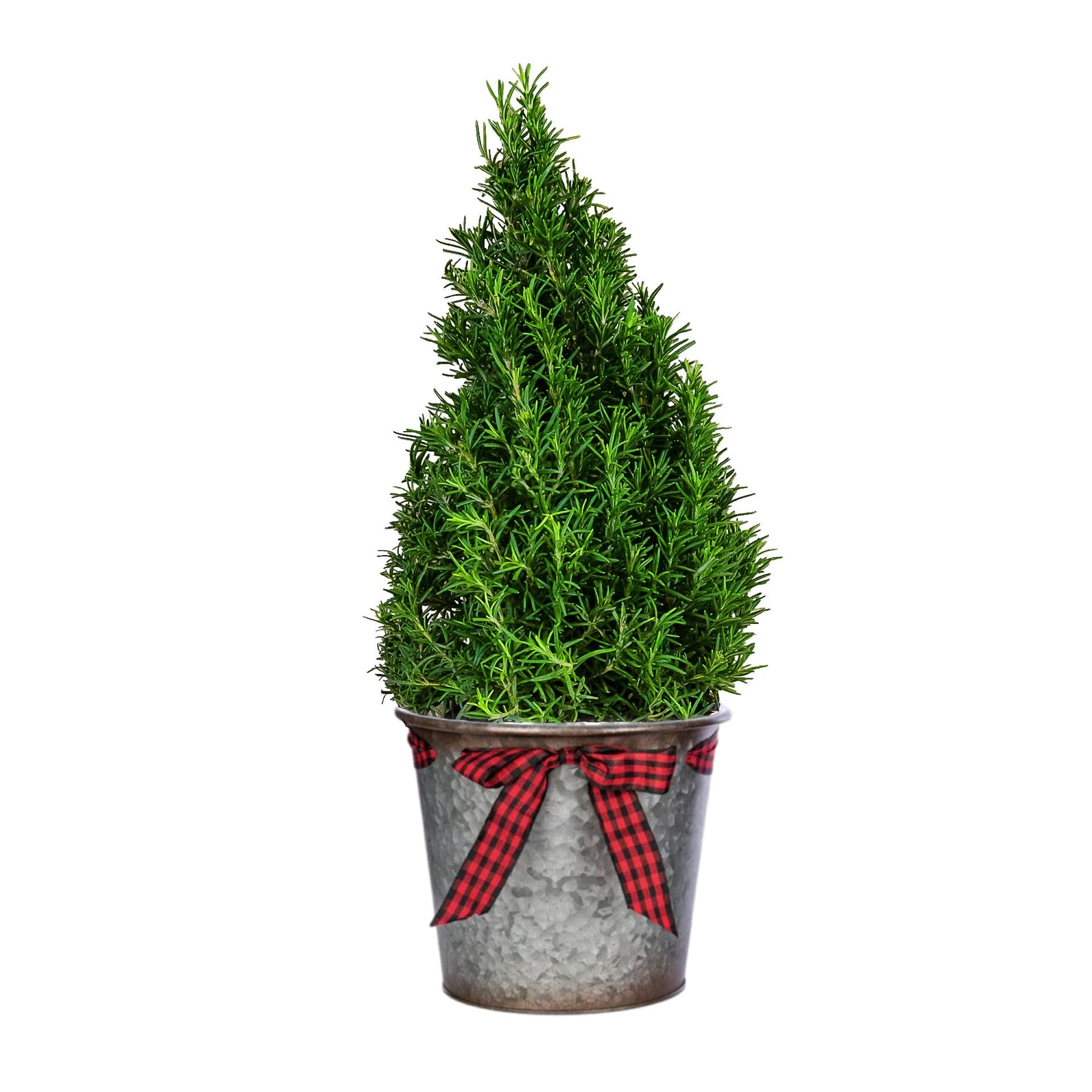 Tabletop Rosemary Topiary Tree Gift – Easy To Grow Bulbs