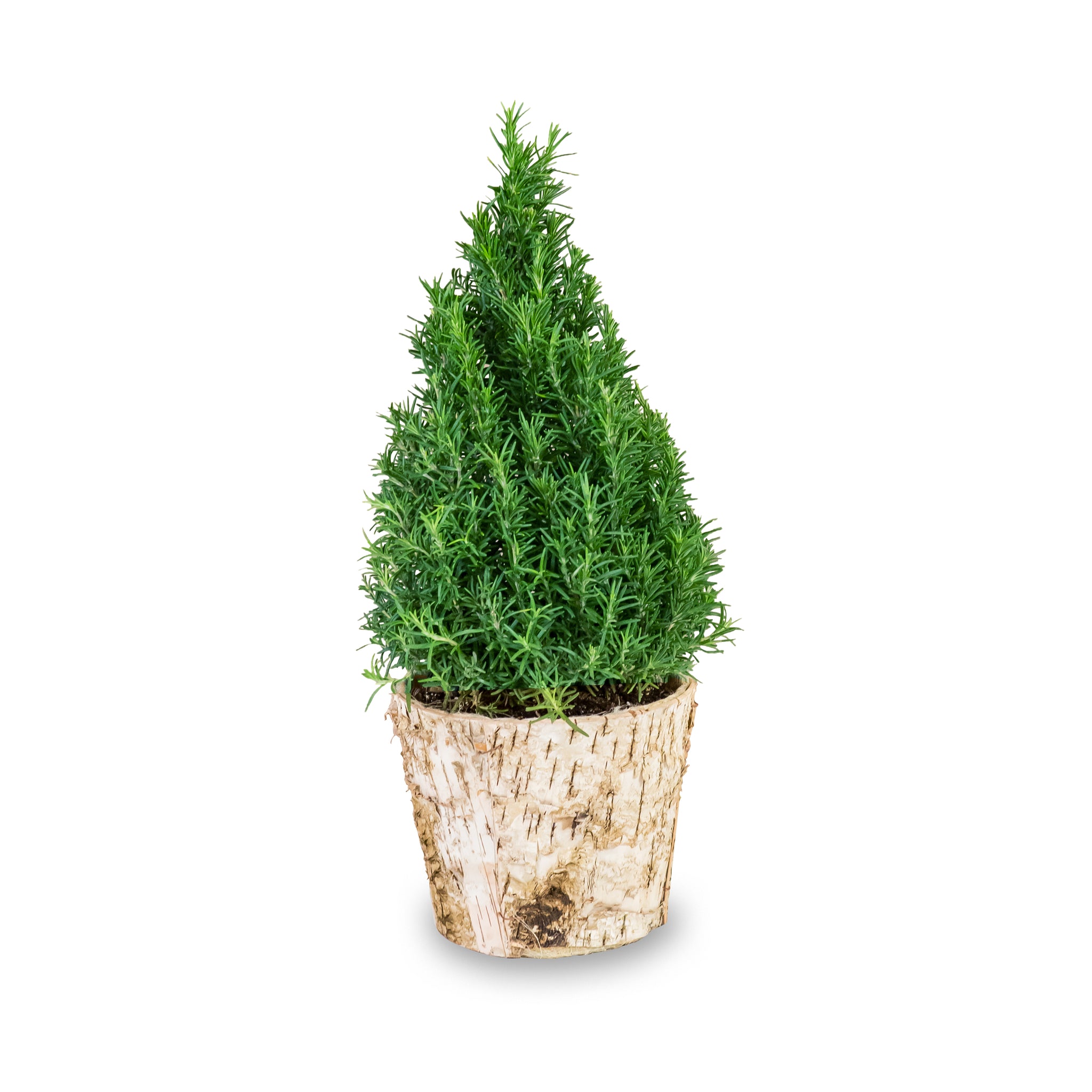 Tabletop Rosemary Topiary Tree Gift – Easy To Grow Bulbs