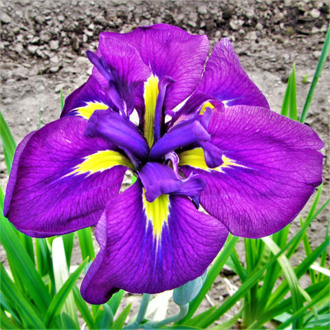 Japanese Iris Planting & Growing Guide - Easy to Grow – Easy To Grow Bulbs