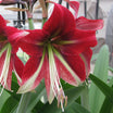 Wine Red & Green Star Amaryllis Bulbs For Sale | Ruby Star – Easy To ...