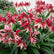 Wine Red & Green Star Amaryllis Bulbs For Sale | Ruby Star – Easy To ...