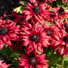 Cheerful Starter Plant For Sale | Rudbeckia (Black Eyed Susan) – Easy ...