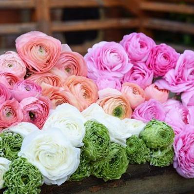 Buy Italian Ranunculus Online – Easy To Grow Bulbs