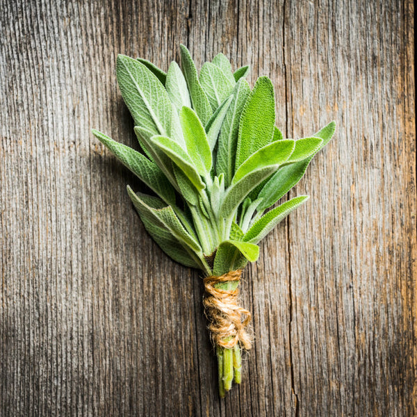 Leeks Planting Guide – Easy To Grow Bulbs