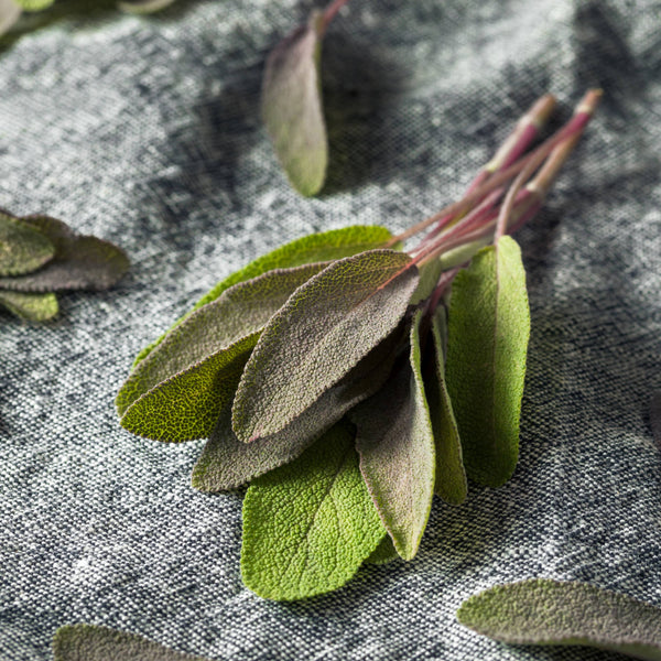 Salvia – Easy To Grow Bulbs