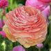 Ranunculus Salmon Bulbs For Sale | Rich Salmon Ranunculus – Easy To ...