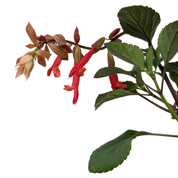 Salvia – Easy To Grow Bulbs