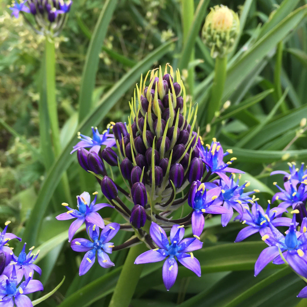 Easy to Grow | Scilla Flower Bulbs – Easy To Grow Bulbs