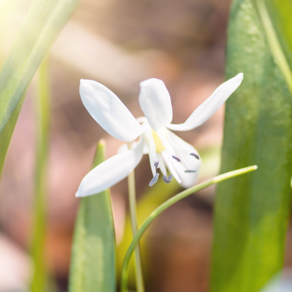 Scilla – Easy To Grow Bulbs