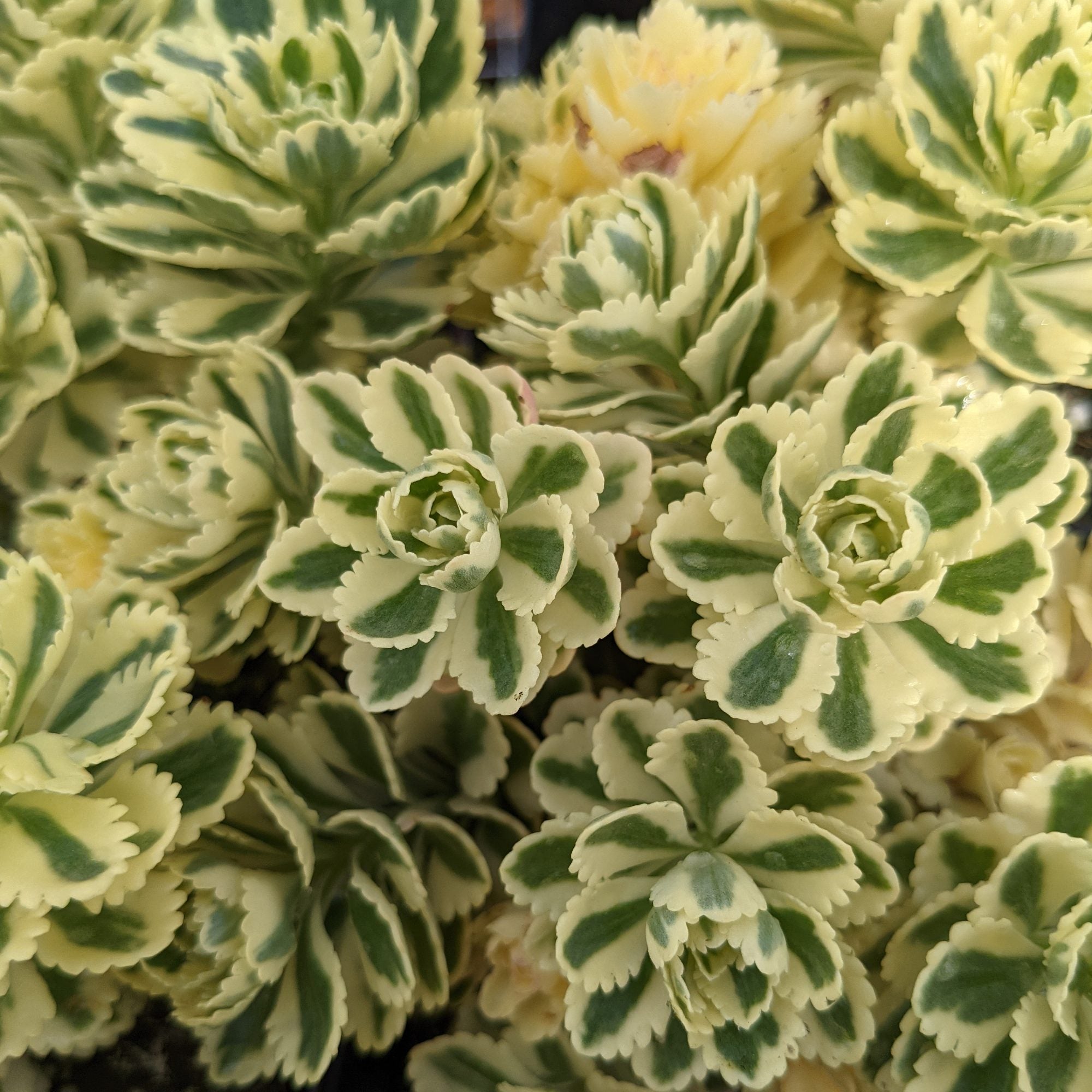 Atlantis Plants