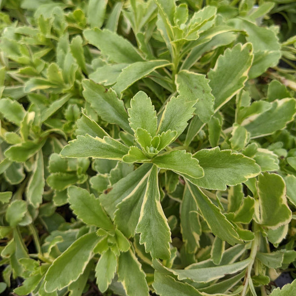 Easy to Grow Succulents – Tagged "drought-tolerant" – Easy To Grow Bulbs