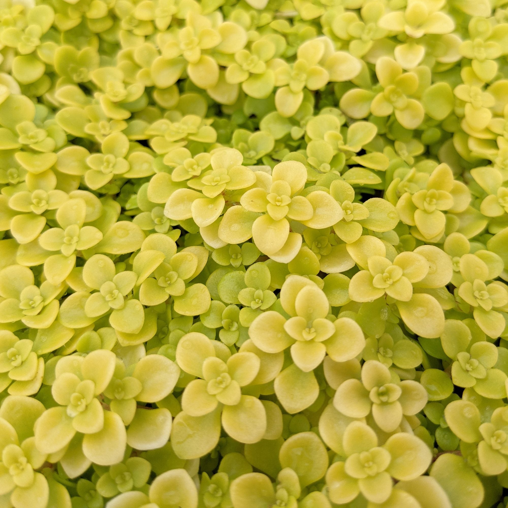 Sedum Ogon