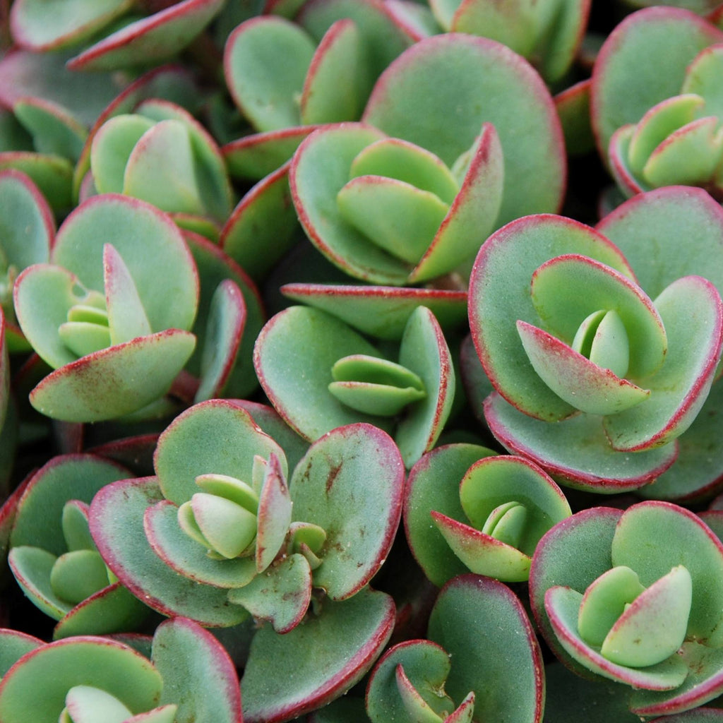 Easy to Grow Succulents – Easy To Grow Bulbs