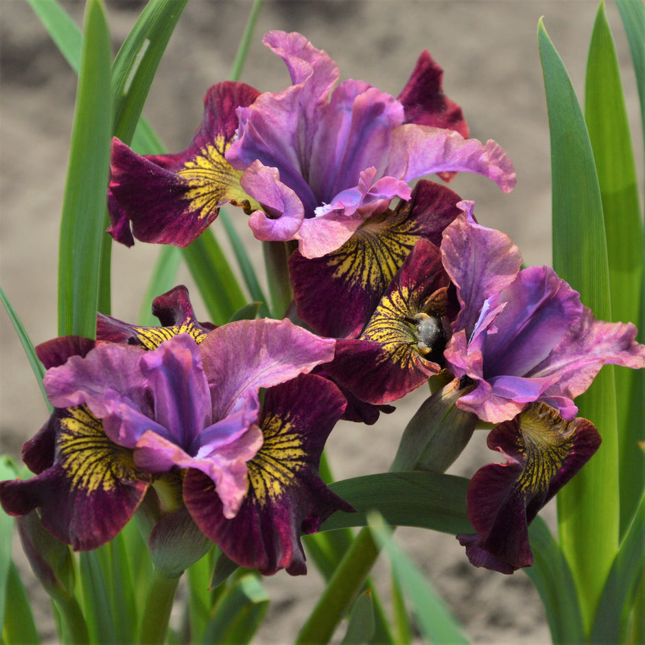 Siberian Iris Planting & Growing Guide - Easy to Grow – Easy To Grow Bulbs