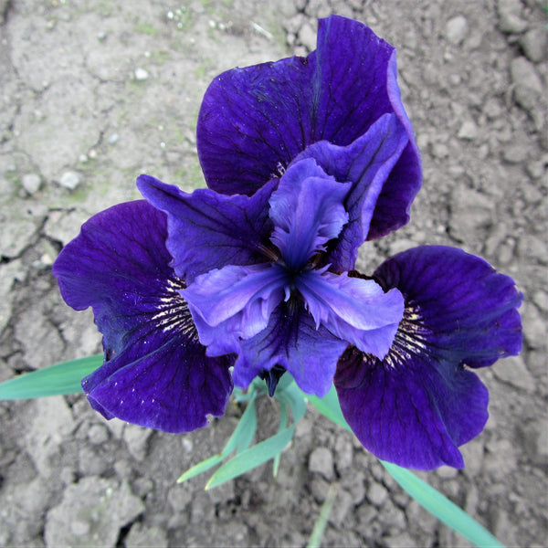 Siberian Iris Planting Guide from Easy to Grow – Easy To Grow Bulbs
