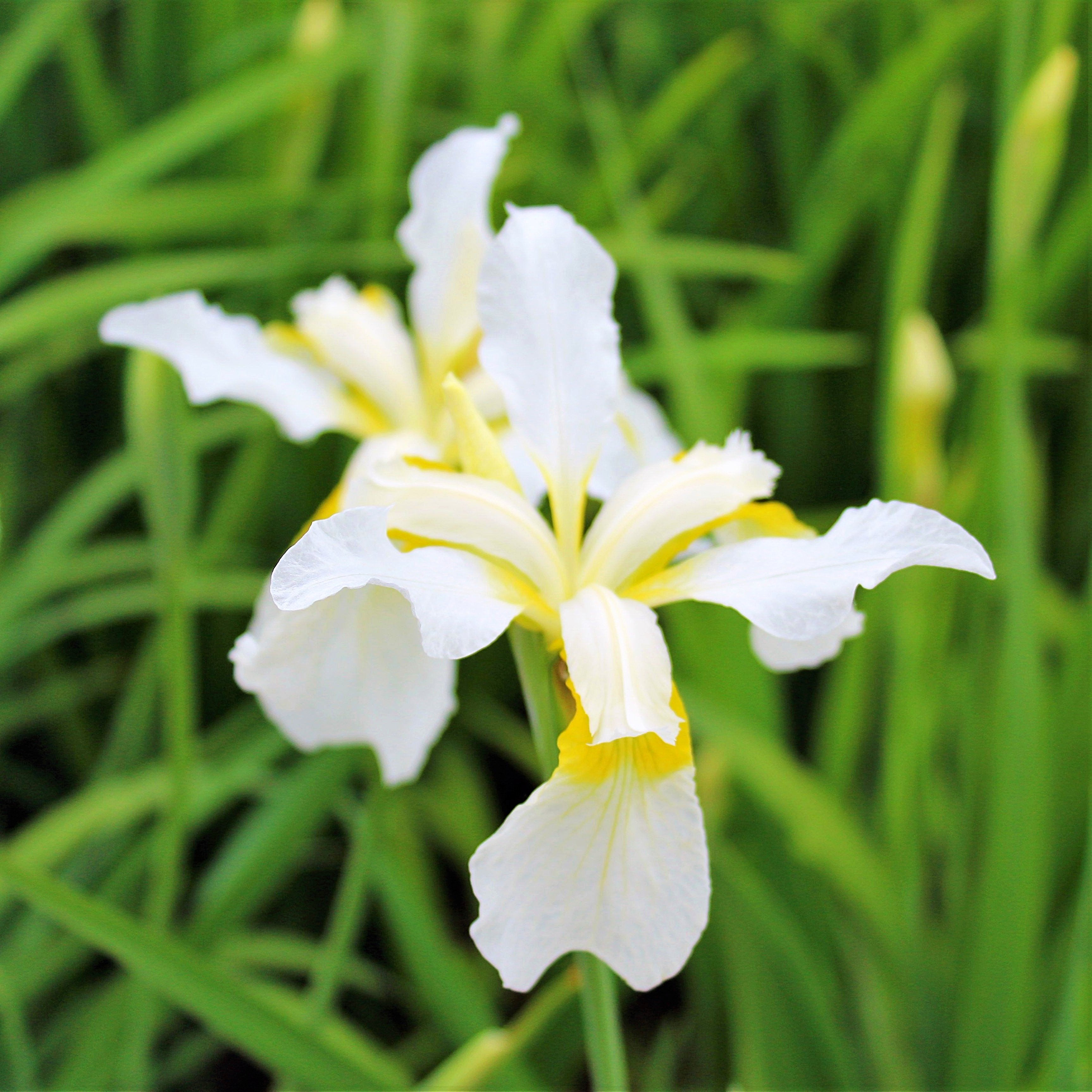 White Siberian Iris